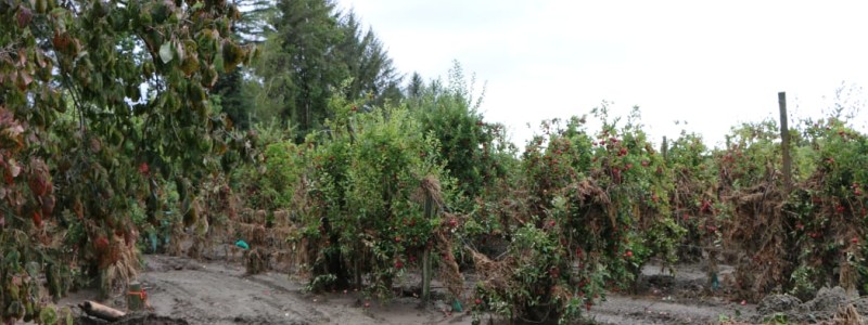 Advice for silt-affected farmers & growers | Future Farming