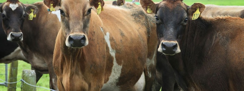 Impressive Lincoln Dairy Farm results | Future Farming