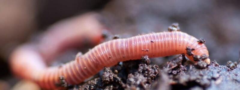 New Zealand’s First Earthworm eDNA Soil Test - A Breakthrough in ...