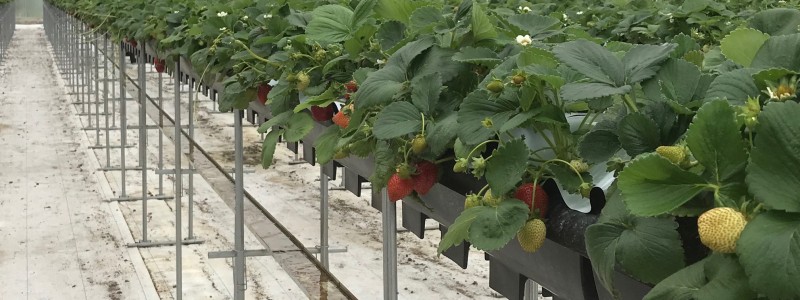 Year-round strawberry production in Clive | Future Farming