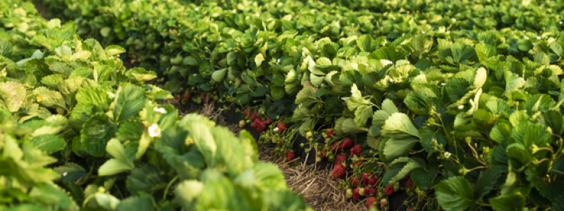 NZ: Understanding the recovery process of soil | Future Farming